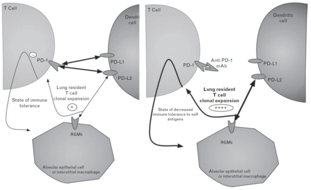 董晓荣教授：抗PD-L1 vs 抗PD-1：疗效和不良反应有何不同_腾讯新闻