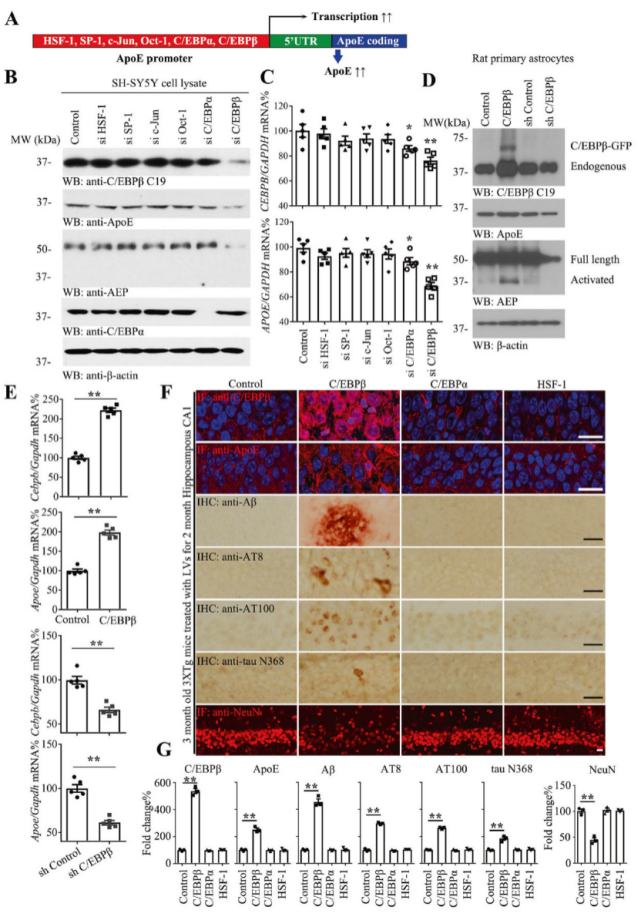 Brain：阿尔兹海默症海马CA1区的突触组织的三维分析｜导读80期_腾讯新闻