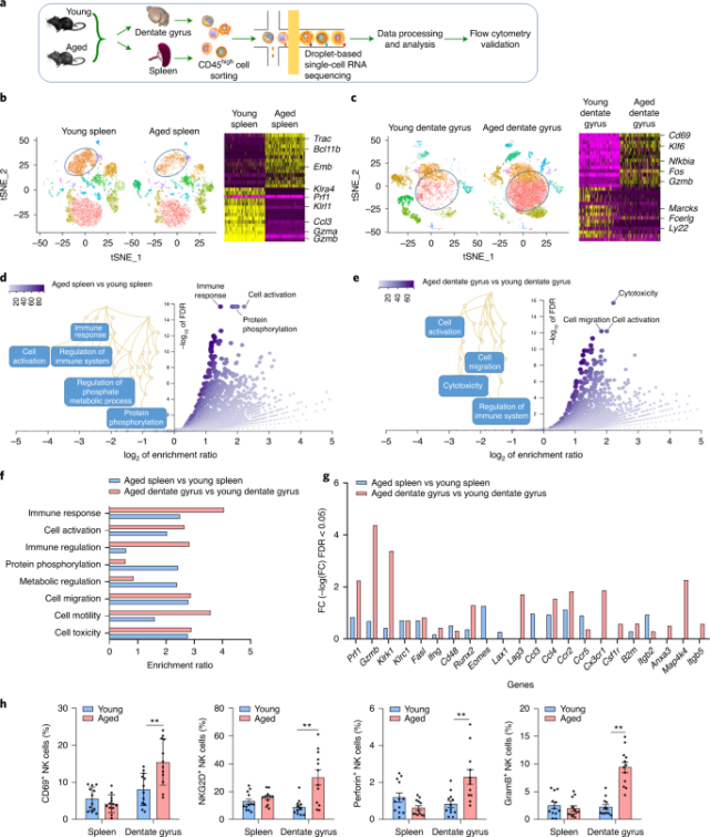 Nature Neurosci：神经系统衰老如何影响认知功能？_腾讯新闻