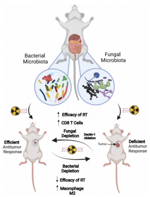 真菌影响肿瘤放疗效果？Sci Immunol 深入解读肿瘤引流淋巴结 ｜3 分钟掌握肿瘤动态_腾讯新闻