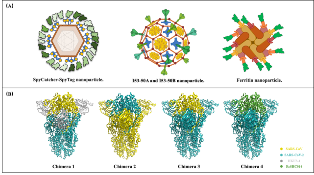 JMV｜姜世勃/陆路团队研发高效广谱抗冠状病毒疫苗的历程_腾讯新闻