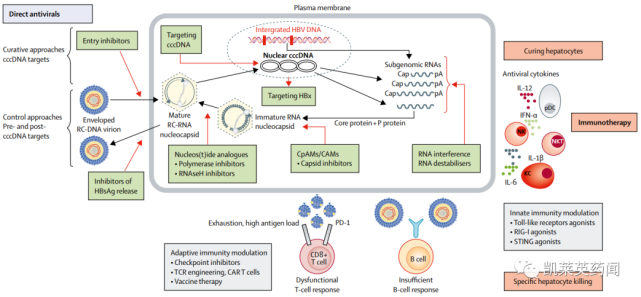 乙肝治疗最新突破：Aligos已完成siRNA药物ALG-125755首例健康受试者给药_腾讯新闻
