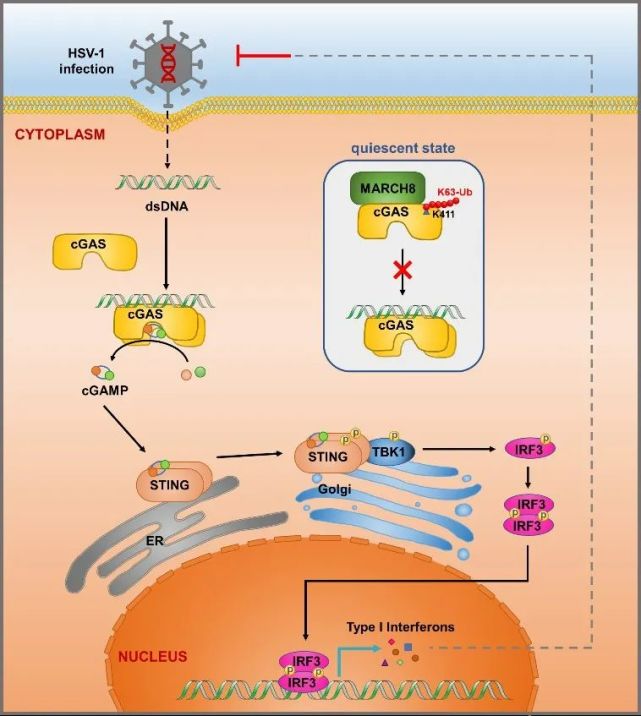 清华大学尹航课题组天然免疫信号通路翻译后修饰2022最新研究进展_腾讯新闻