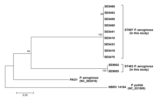 警惕产KPC酶ST463型高毒力高耐药铜绿假单胞菌在临床的流行_腾讯新闻