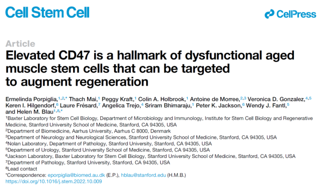 靶向CD47，不仅能治疗癌症，还能恢复肌肉力量、抵抗衰老_腾讯新闻