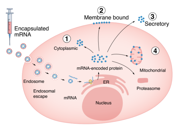 Nature系列综述：解锁mRNA疗法的广阔前景与未来趋势_腾讯新闻