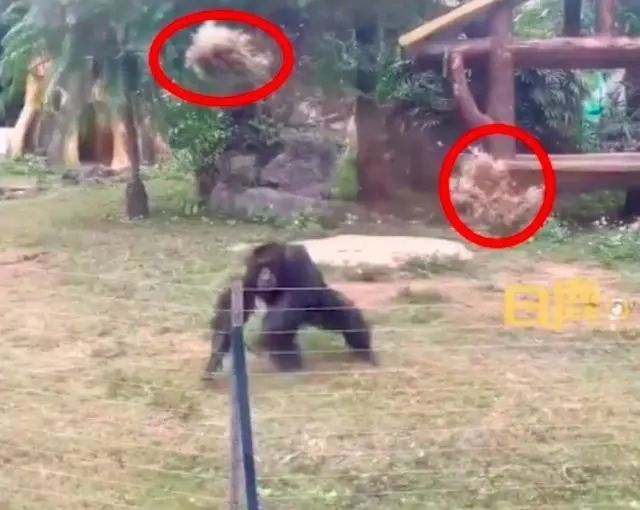 南宁网红 丢那猩”又上热搜！扔水瓶砸伤游客，手机损坏！园方回应称腾讯新闻