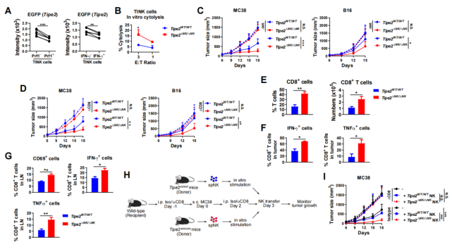Advanced Science：田志刚院士团队揭示NK细胞辅助功能的调控机制_腾讯新闻