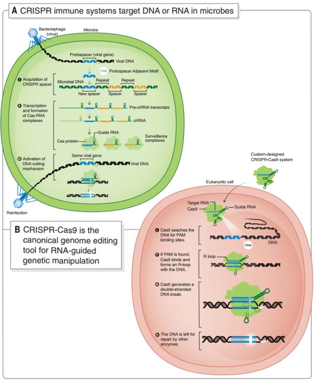 《科学》：诺奖得主解读 CRISPR 的十年_腾讯新闻