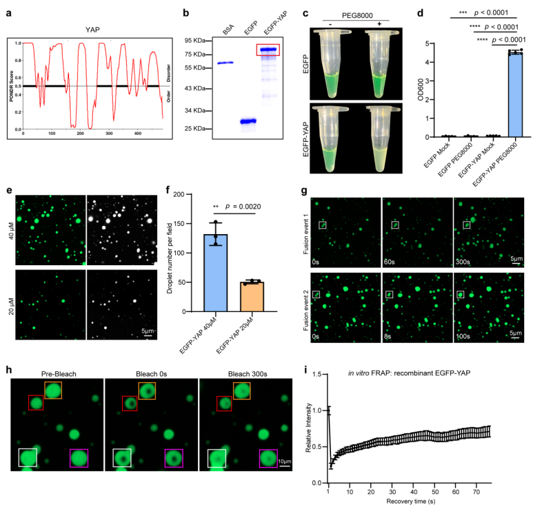《AM》国纳聂广军/陈春英：新型动态响应水凝胶可使细胞“重返青春”_腾讯新闻