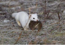 鼬鼬出没！别老叫我们黄鼠狼了_腾讯新闻