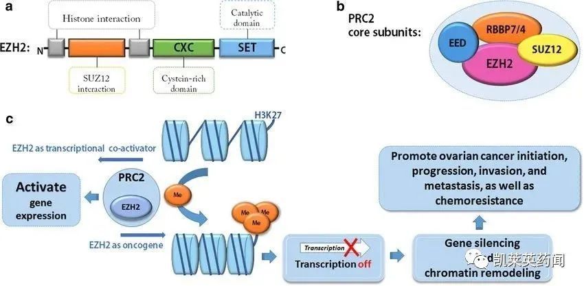 国内首个EZH1/2抑制剂最新进展：海和药物HH2853完成II期中国首例患者给药_腾讯新闻