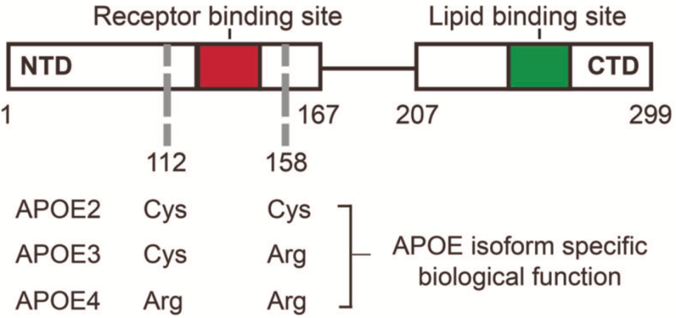 《神经元》：阿尔茨海默病重大突破！上海有机所团队发现APOE蛋白隐秘功能，破解APOE与AD关系差异巨大之迷_腾讯新闻