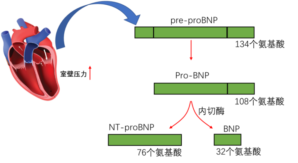 BNP与NT-proBNP的8 大区别，一文扫清知识盲区_腾讯新闻
