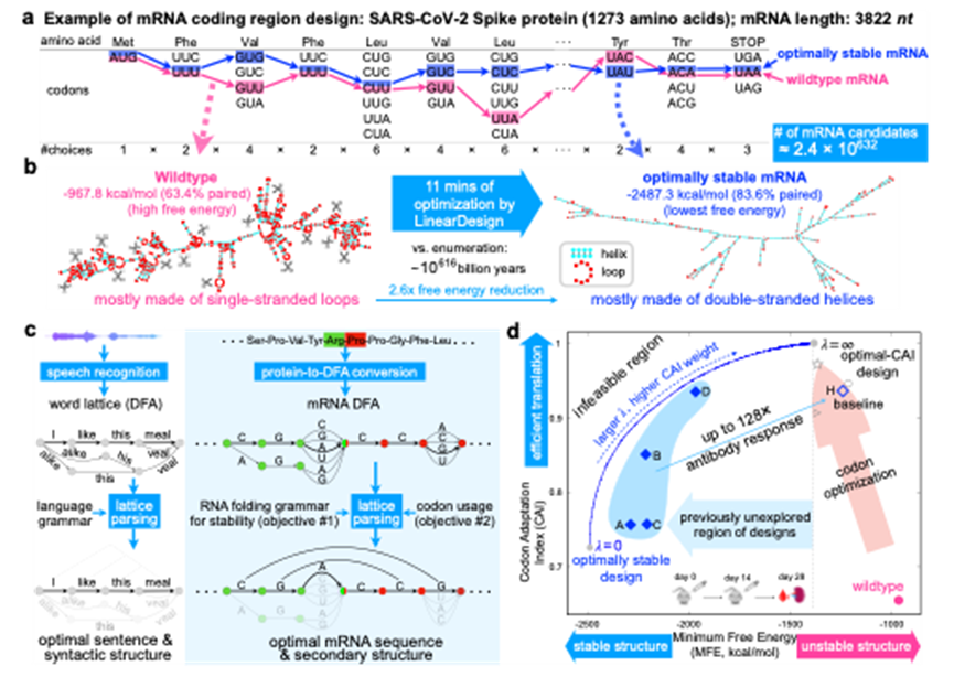 百度成果登Nature正刊：用AI优化设计更有效、更稳定的mRNA疫苗_腾讯新闻