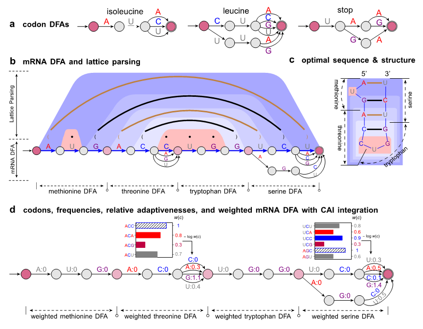 百度成果登Nature正刊：用AI优化设计更有效、更稳定的mRNA疫苗_腾讯新闻
