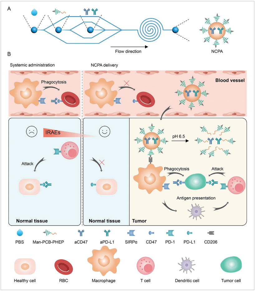 Advanced Science：纳米囊泡靶向递送CD47/PD-L1抗体治疗肺癌_腾讯新闻
