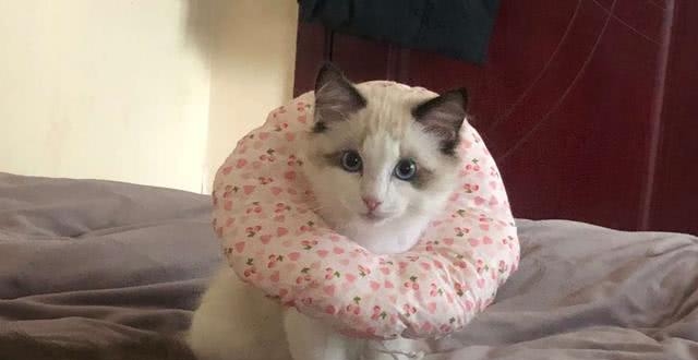 布偶猫很美但它这3个缺点不能忽视新手千万别养 腾讯新闻