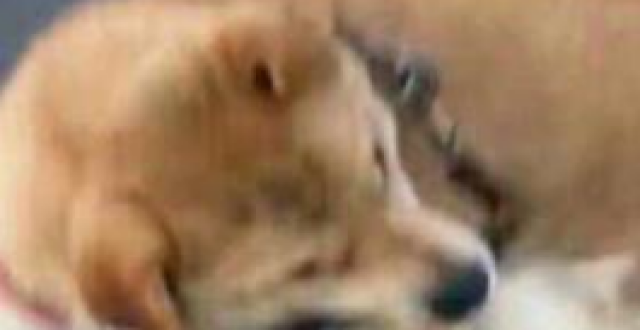 重庆QG迎战KSG，S、A组能否决出最后名额？昨日E星不敌南京Hero_腾讯新闻