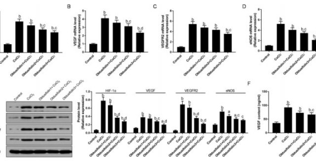 AbMole科研-Obtusifolin对缺氧下视网膜色素上皮细胞生长的抑制作用_腾讯新闻