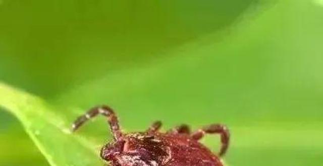 动植物检疫小黑点 大危害蜱虫科普不可少 腾讯新闻