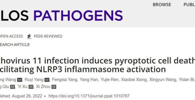 PLoS Pathog｜周溪研究组在埃可病毒感染-诱导细胞焦亡机制研究方面取得新进展_腾讯新闻