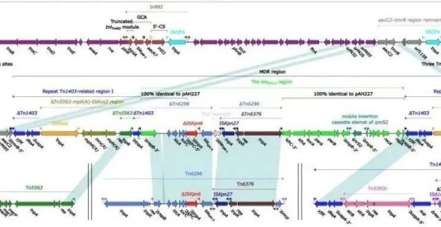 警惕产KPC酶ST463型高毒力高耐药铜绿假单胞菌在临床的流行_腾讯新闻