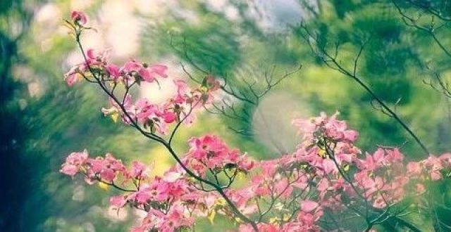 Spring Batch 5.0 发布，使用 JDK 17 作为基线版本并支持原生 Java_腾讯新闻