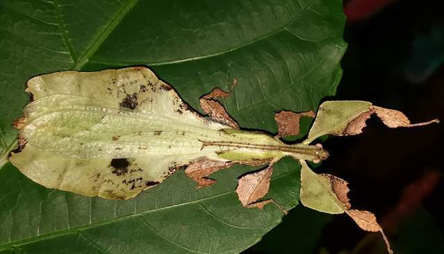 南宁查获一外来物种，个头小却可吃光整棵树的树叶，还是拟态大师_腾讯新闻