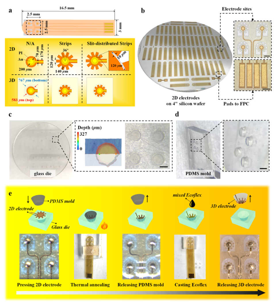 西工大常洪龙、吉博文团队：3D软凸神经微电极（SMBE）_腾讯新闻