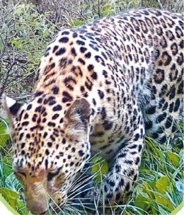 京冀晋联动 守护华北豹回京之路_腾讯新闻