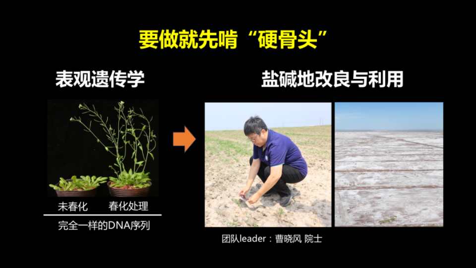 宋显伟：绿肥田菁，让“八百里瀚海”破“碱”重生腾讯新闻 5631