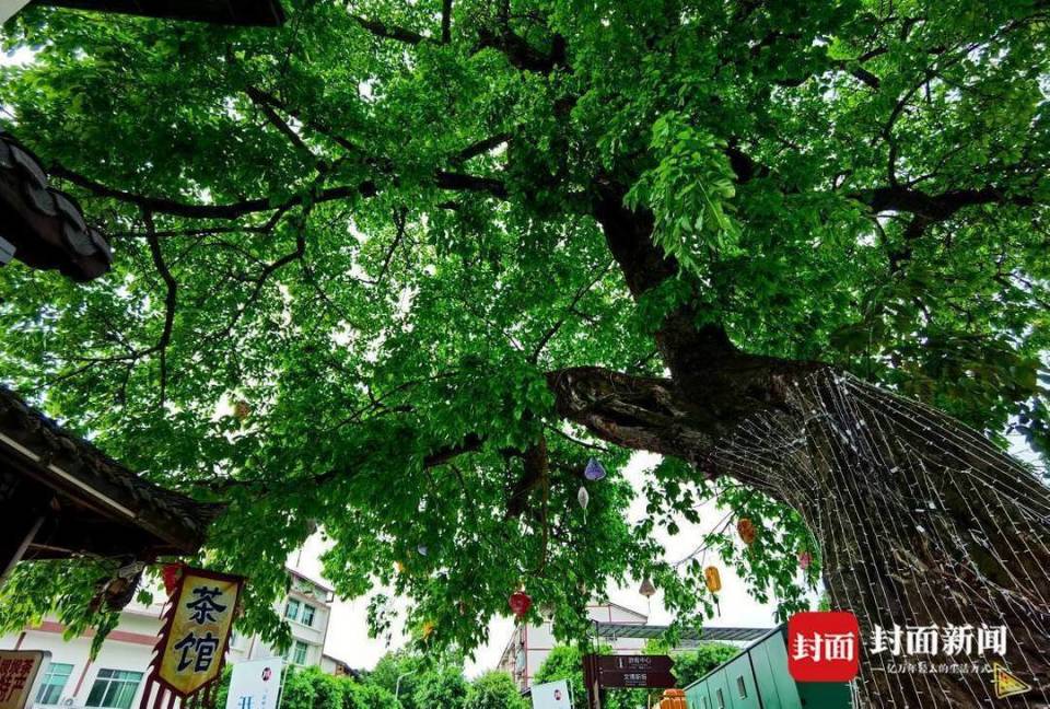 樊建川馆长揭秘广安建川博物馆：这些绝美“出片机位” 你可得知晓｜图集_腾讯新闻