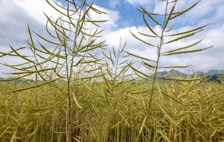 加拿大跟风美国代价惨重，油菜籽被征100%关税，如今启动审查关税求破局_腾讯新闻