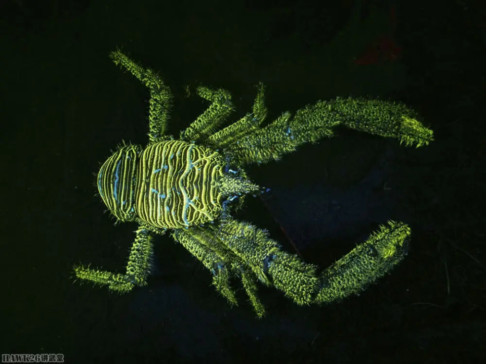 文艺范：2025年度水下摄影师大赛获奖作品欣赏 另一个美妙世界_腾讯新闻