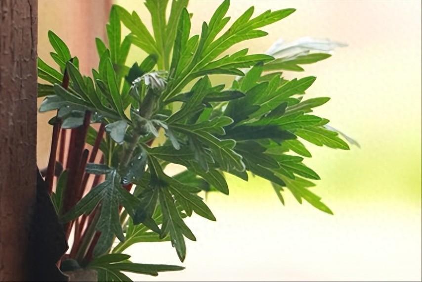 明日端午节，门上为啥要挂艾草？具体怎么挂？老传统有讲究_腾讯新闻