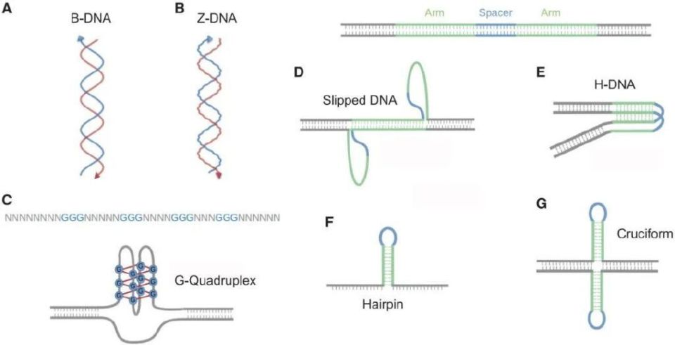 DNA结构，不只有双螺旋_腾讯新闻