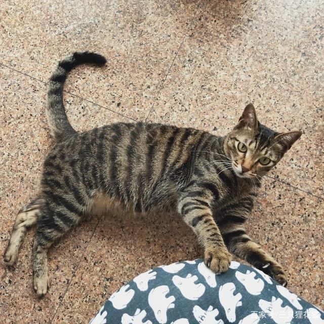 中国神猫狸花猫，却鲜少有人养，你知道为啥吗？_腾讯新闻