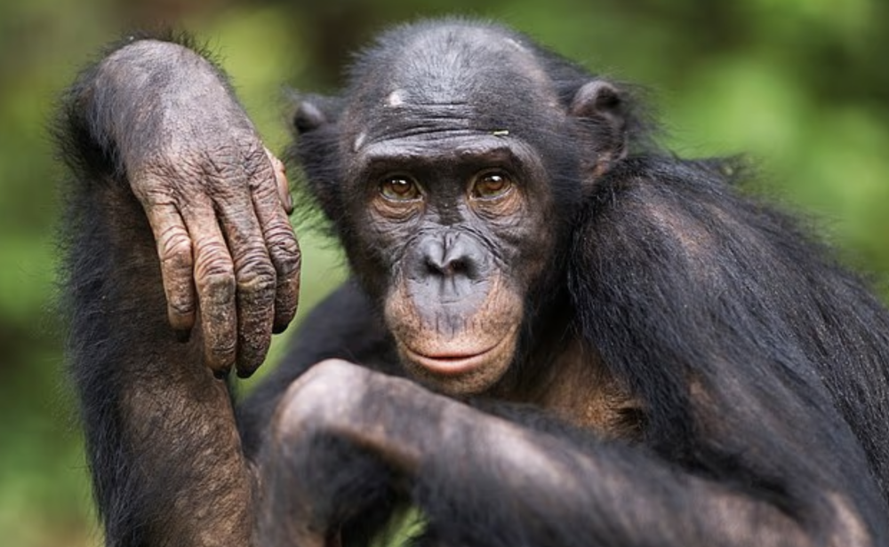 如果进化论是真实的，那为什么现在还有猴子？英国科学家给出了令人惊奇的答案_腾讯新闻