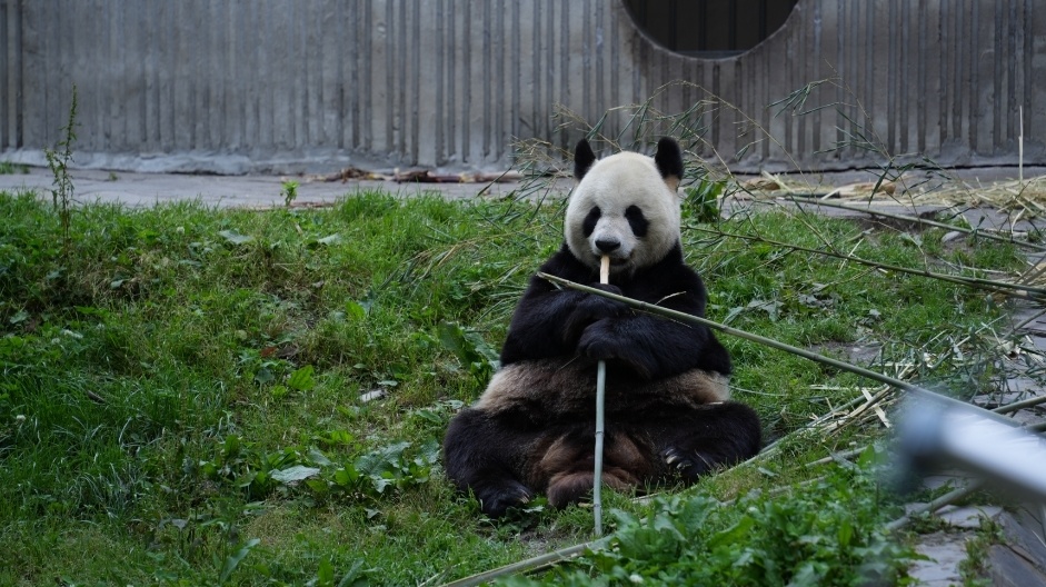 神树坪基地看福宝｜“福宝”的邻居原来是个吃货_腾讯新闻