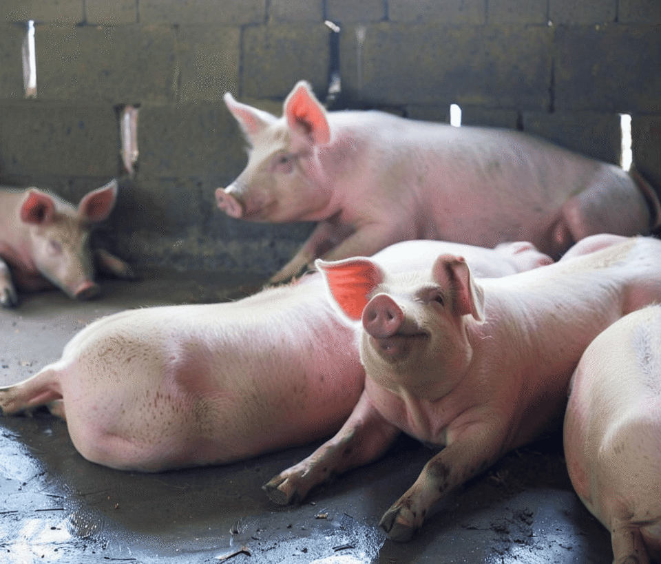 明今日猪价大局已定：南北冰火两重天，养殖户切记算好这笔账_腾讯新闻