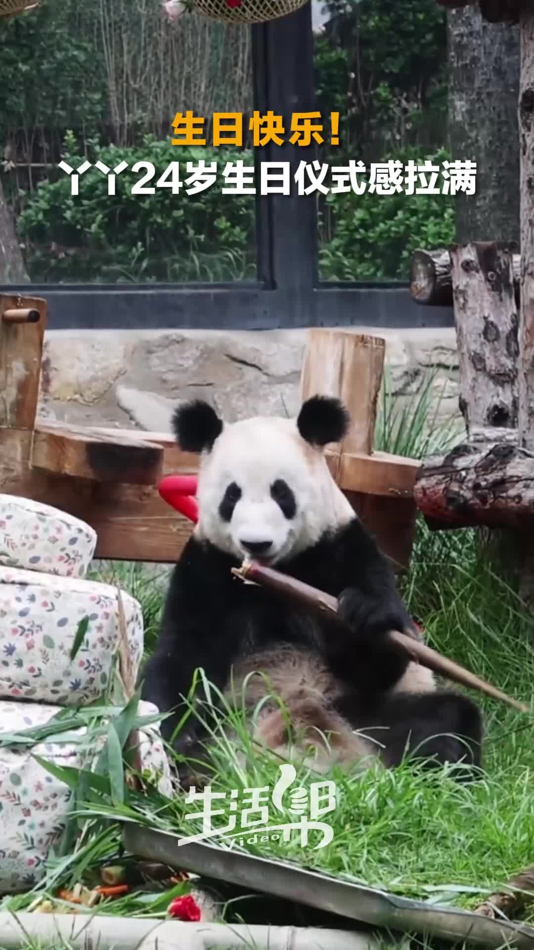 生日快乐！ 丫丫24岁生日仪式感拉满腾讯新闻 
