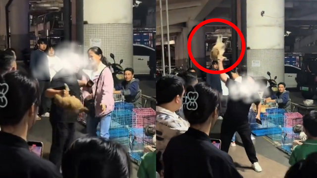 男子买小狗退货遭拒绝，竟当场将其摔死？官方介入调查_腾讯新闻