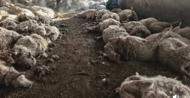 牧民回应200多只羊遭狼群夜袭死亡：大部分因踩踏而死，不会流入市场_腾讯新闻