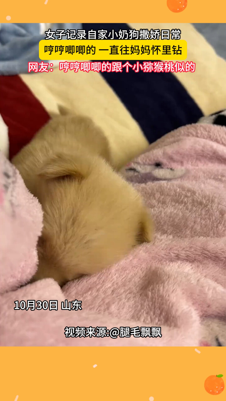 女子记录自家小奶狗撒娇日常，哼哼唧唧的，一直往妈妈怀里钻_腾讯新闻