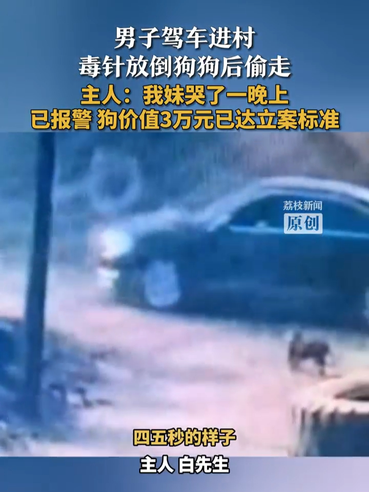 男子驾车进村 毒针放倒狗狗后偷走 主人：我妹哭了一晚上已报警 狗价值3万元已达立案标准_腾讯新闻