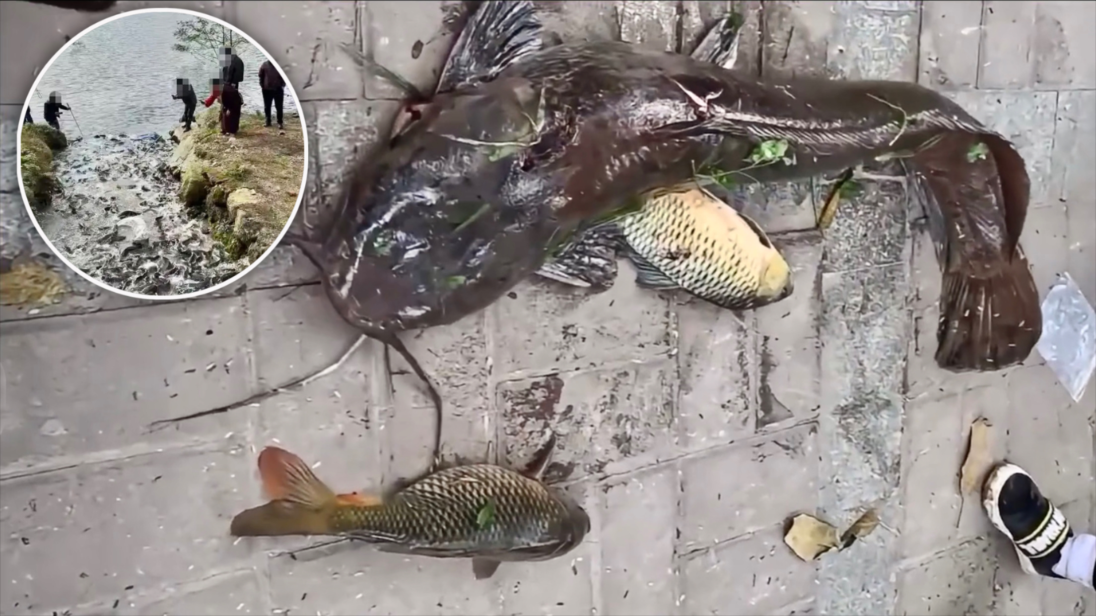 都江堰一水库被放生大量埃及塘鲺，下水道就能养活的鱼危害有多大？_腾讯新闻