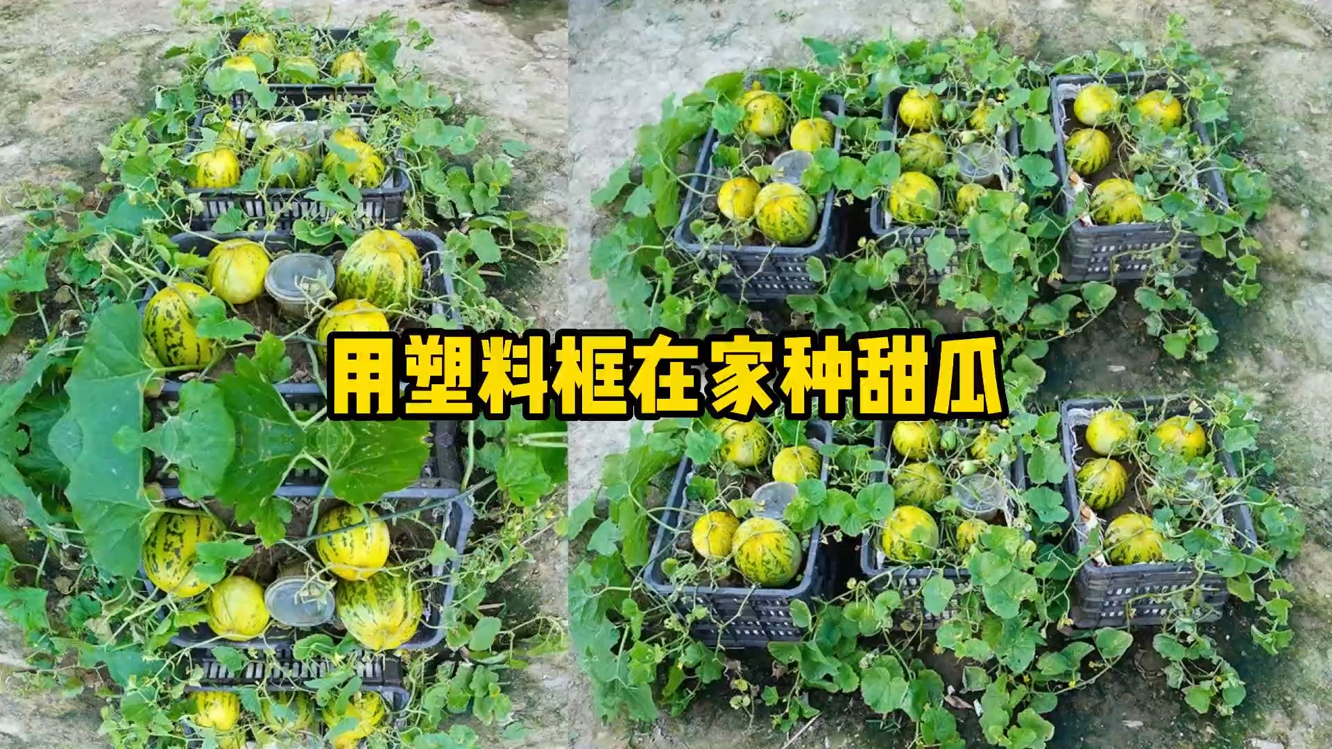 用塑料框在家种植甜瓜，方法简单实用，轻松实现甜瓜自由_腾讯新闻