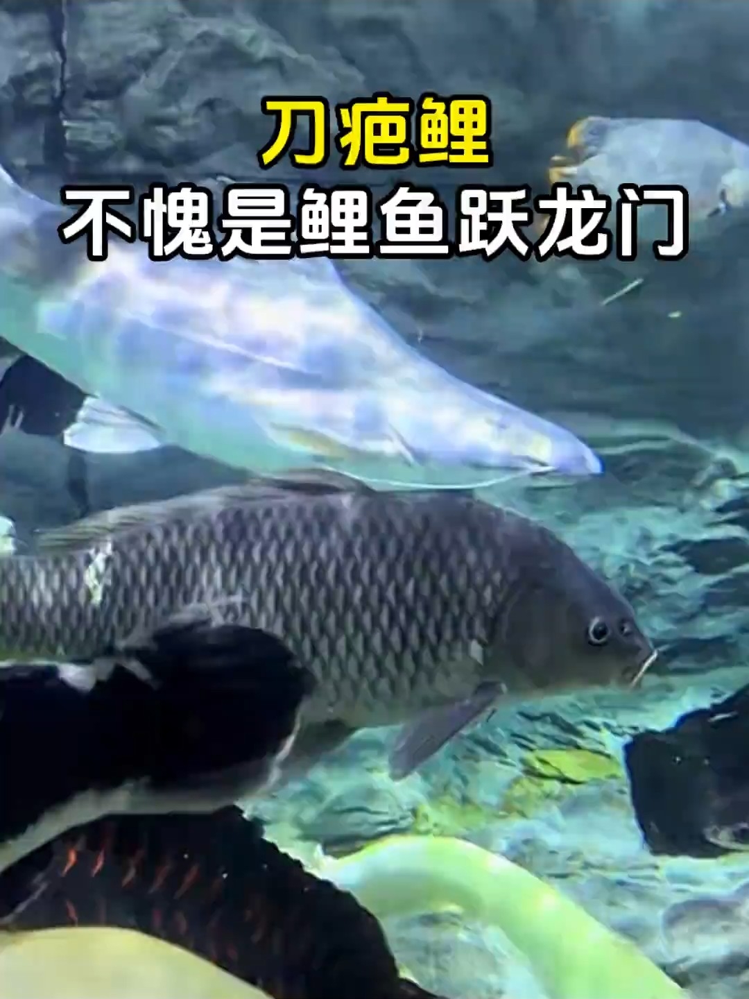 刀疤鲤，鱼缸乱不乱，刀哥说了算！_腾讯新闻