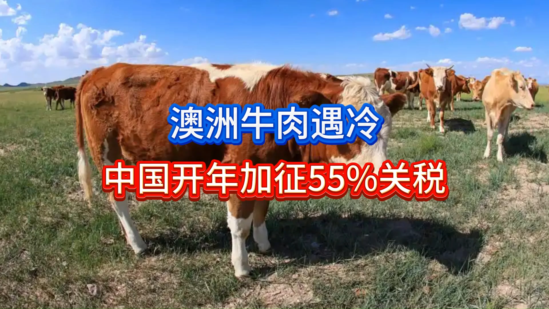 澳洲牛肉遇冷！配额大减还加税，自贸协定红利没了？_腾讯新闻